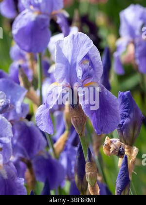 Iris 'Blue Rhythm' Stock Photo - Alamy