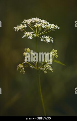 Field plants on a sunny May day. Landscape in the countryside Stock ...