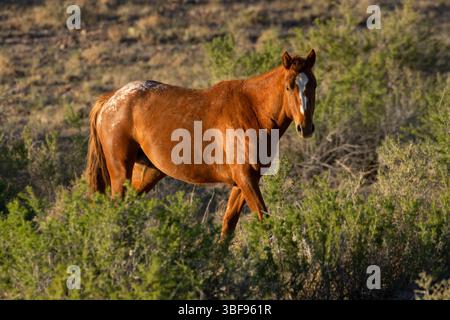Wild horse, Ouray National Wildlife Refuge, Utah Stock Photo - Alamy