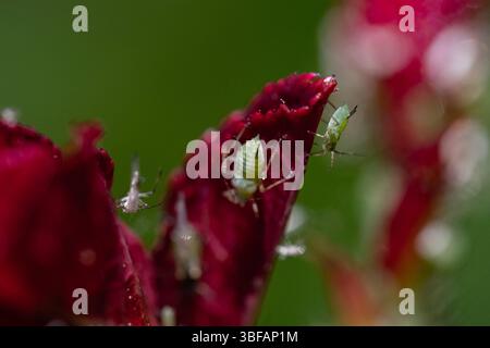 Blattlaeuse an einer knopsenden Rose in Aachen am 16. Mai 2025. GERMANY ...