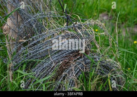 Stacheldraht in Aachen am 30. Mai 2025. GERMANY - AACHEN - FARM Stock ...