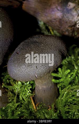 Violet Webcap (Cortinarius violaceus), Cortinariaceae Stock Photo - Alamy