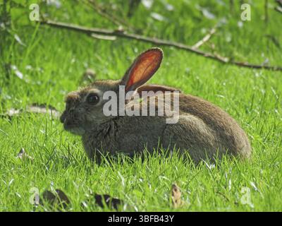 Rabbit (Oryctolagus cuniculus domesticus), animal, portrait, cute, The ...