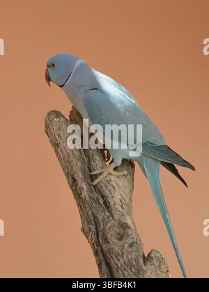 Collared parakeet (small Alexander's parakeet) (Psittacula krameri ...