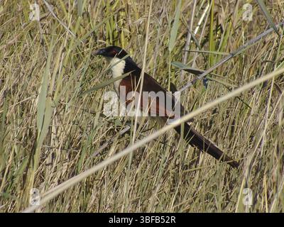 Angola Monk Cuckoo (Centropus cupreicaudus) Okavango Delta, Botswana ...
