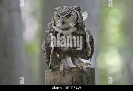 Virginia eagle owl (Bubo virginianus Stock Photo - Alamy