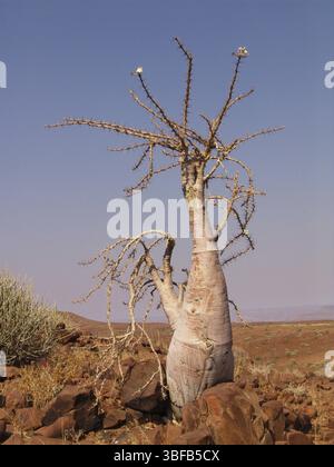 Flowering Bottle Tree (Pachypodium lealii) at the Grootberg mountain ...