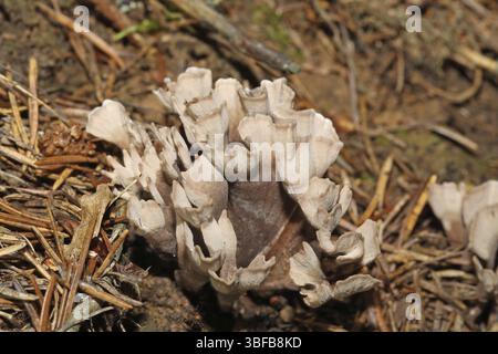Stinking wart fungus Stock Photo - Alamy