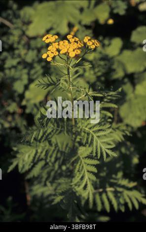 "Tansy, vulgare Tanacetum, Syn .: Chrysanthemum vulgare, tansy. Tansy ...