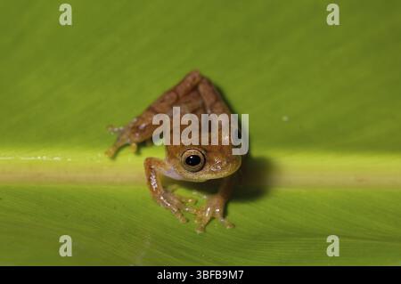 Bromeliad tree frog (Dendropsophus microcephalus Stock Photo - Alamy
