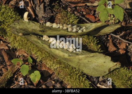 Lower jaw of wild boar (Sus scrofa Stock Photo - Alamy