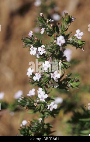 Thyme (Thymus sp Stock Photo - Alamy