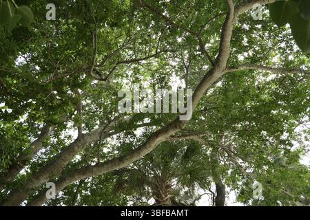 Cat's claw (Pithecellobium unguis-cati Stock Photo - Alamy