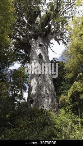 Cowrie tree (Agathis australis Stock Photo - Alamy