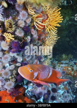 Red sea bream (Chrysoblephus laticeps), False Bay dive site, Cape of ...