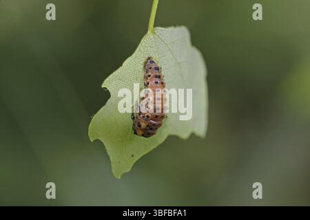 Poplar leaf beetle, larva in front of hatching Stock Photo - Alamy