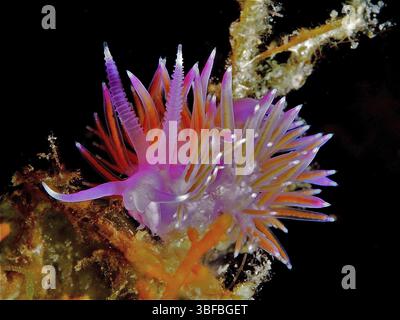 Purple thread snail (Flabellina affinis Stock Photo - Alamy