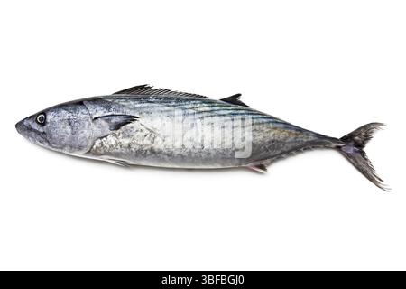 Pelamide (Sarda sarda Stock Photo - Alamy