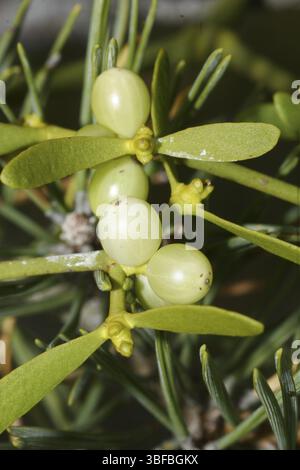 Pine mistletoe (Viscum album subsp. album Stock Photo - Alamy