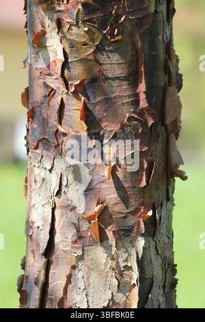 Acer Griseum, Chinese Paperbark Maple Stock Photo - Alamy