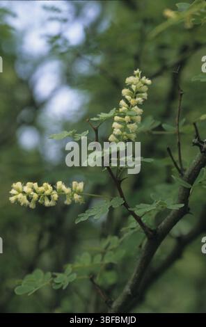 Acacia sp Acacia sp Stock Photo - Alamy