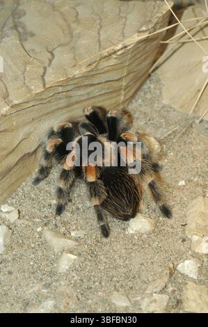 Mexican red-legged tarantula (Brachypelma smithi Stock Photo - Alamy