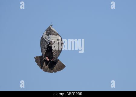 Carrier pigeon in flight Stock Photo - Alamy