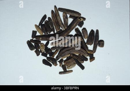 Ergot (origin: Claviceps purpurea Stock Photo - Alamy