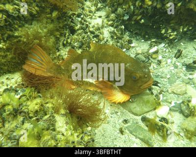 Sea hare (Cyclopterus lumpus Stock Photo - Alamy