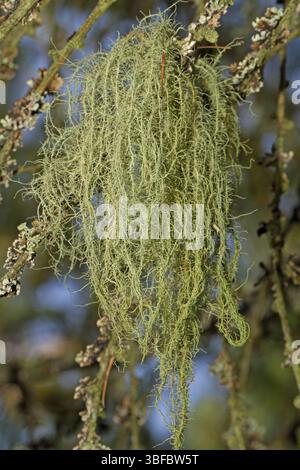 Common tree beard (Usnea filipendula Stock Photo - Alamy
