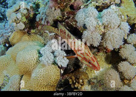 Six-striped grouper (Cephalopholis sexmaculata Stock Photo - Alamy