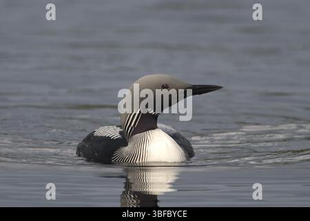 Black-throated diver (Gavia immer Stock Photo - Alamy