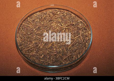 Pituri (Duboisia myoporoides Stock Photo - Alamy