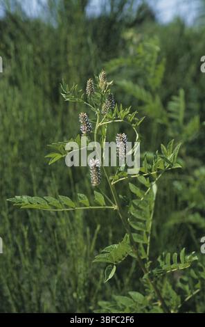 Liquorice, Spanish liquorice (Glycyrrhiza glabra Stock Photo - Alamy