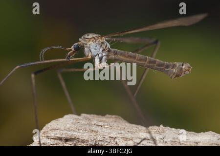 Schneider, Schnake (Tipula Stock Photo - Alamy