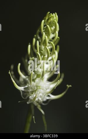 Spiked rampion, Phyteuma spicatum, Spiked rampion Stock Photo - Alamy