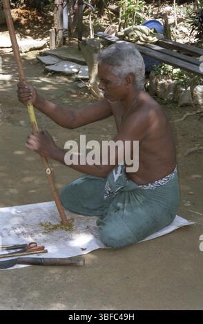 Cinnamon, Ceylon cinnamon Cinnamomum verum Bark bark Nosy Be Madagascar ...