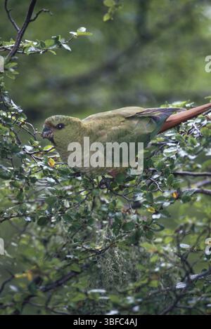Austral Parakeet (Enicognathus ferrugineus), Aves, Ushuaia, Tierra del ...