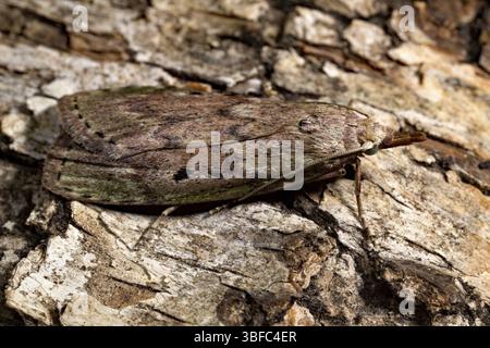 Bumblebee moth (Aphomia sociella Stock Photo - Alamy