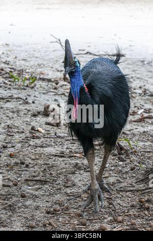 Helmeted Cassowary (Casuarius casuarius Stock Photo - Alamy