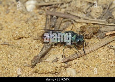 Blue-green gold wasp (Chrysis fulgida Stock Photo - Alamy