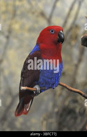 Noble parrot,Eclectus roratus,Female,fork Stock Photo - Alamy