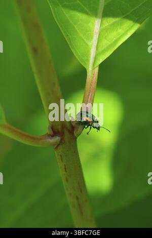 Oval-eyed leaf beetle (Chrysolina fastuosa Stock Photo - Alamy