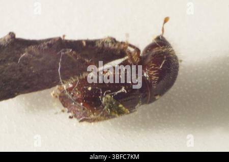 Bark beetle (Xyleborus, Dendroctonus Stock Photo - Alamy