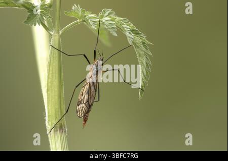 Giant snake, Tipula maxima, Crane fly Stock Photo - Alamy