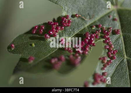 Galls of field maple (Acer campestre) produced by the arachnid Aceria ...