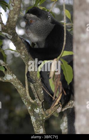 Owl monkey (Cercopithecus mitis cf stuhlmanni Stock Photo - Alamy