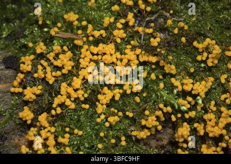 Filamentous slime mould (Badhamia utricularis Stock Photo - Alamy
