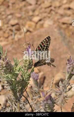 Spanish Festoon, Southern festoon (Zerynthia rumina), egg at birthwort ...