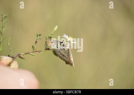 Florida noble butterfly with crab spider (Anartia jatrophae Stock Photo ...